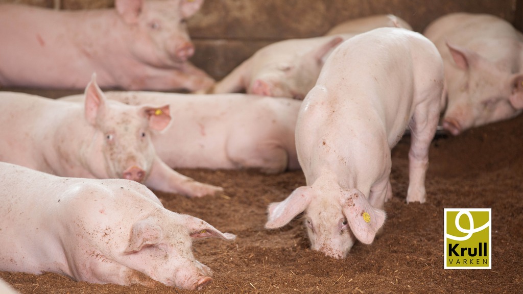 Vlees van het varken - Uw Slager Otte Boersma